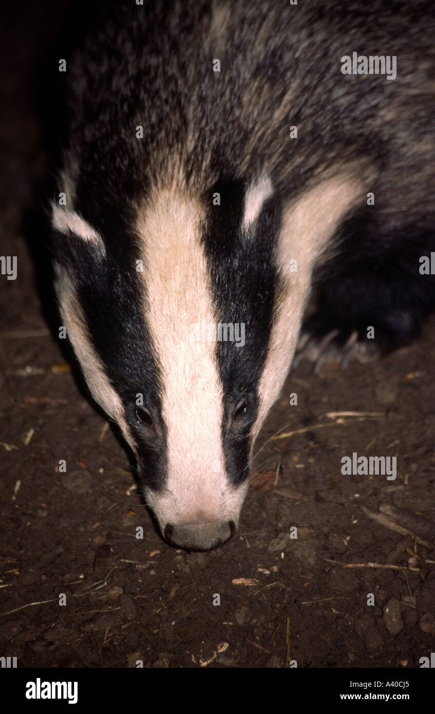 Vertical face on portrait of head and shoulders of a Badger, Meles ...