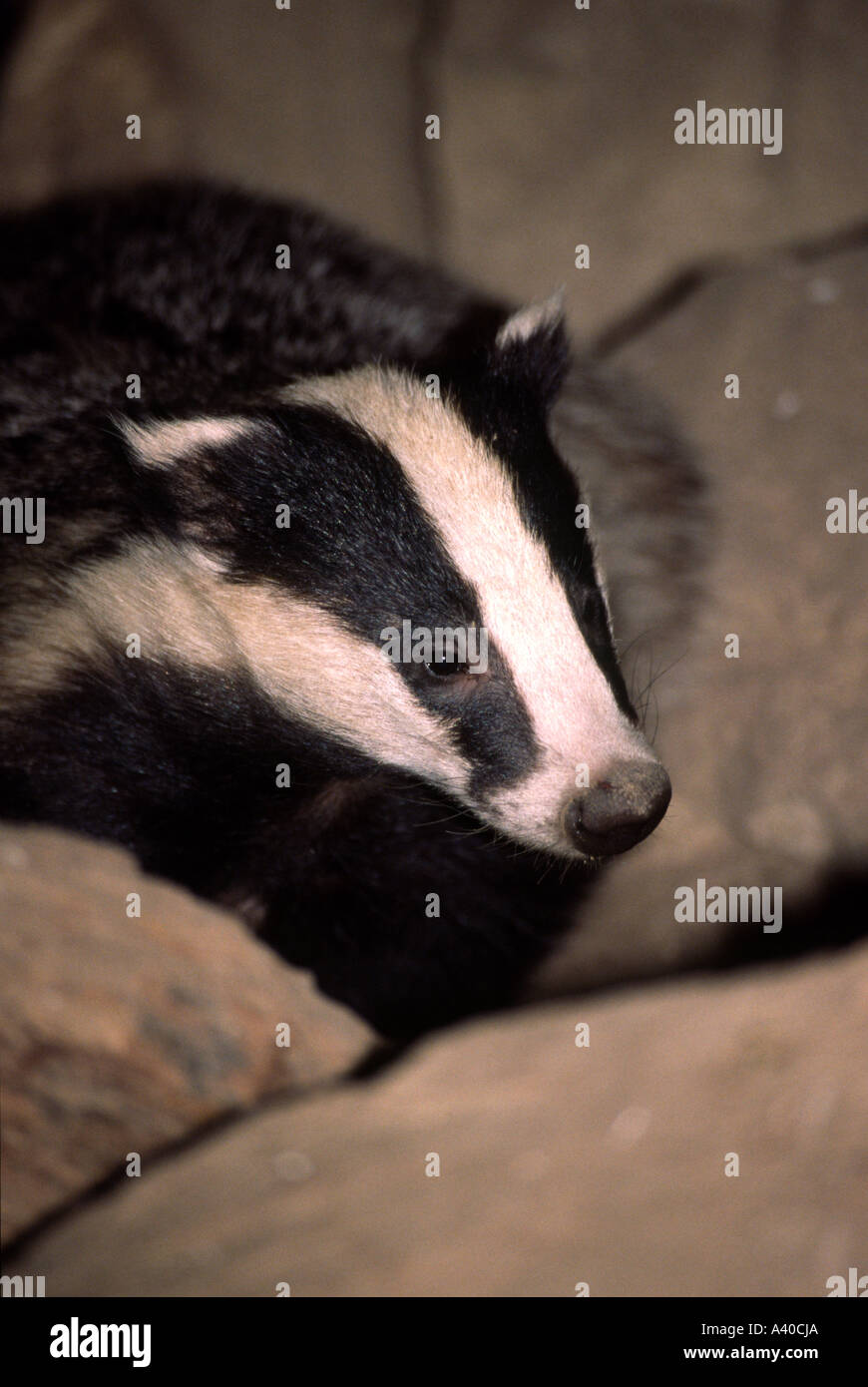 Vertical close up portrait of face and head of a badger, Meles meles ...