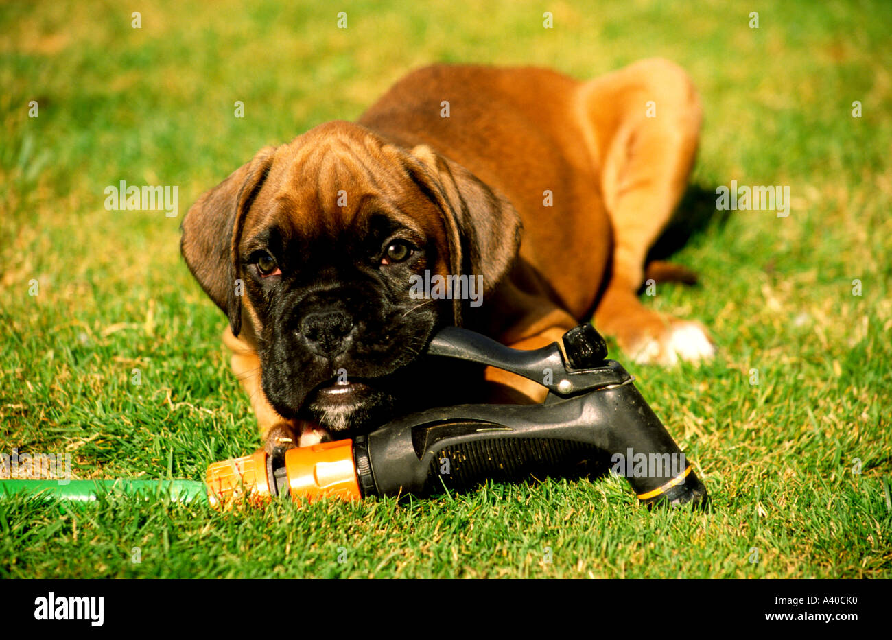 Horizontal full colour portrait of cute boxer puppy chewing hosepipe in ...