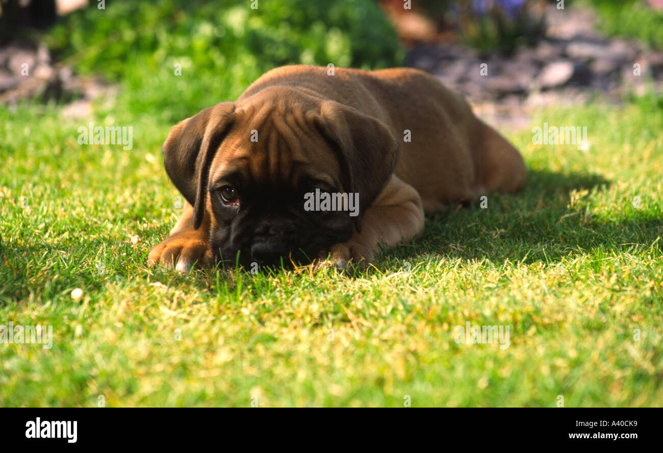 Horizontal full colour portrait of cute boxer puppy looking sheepish ...