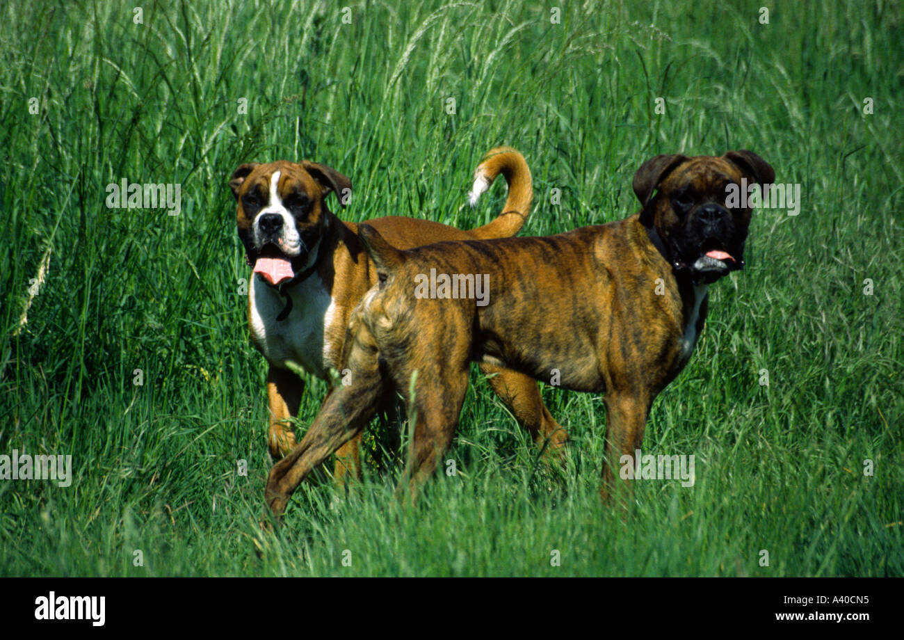 Two boxer dogs play, one with a long tail, one with a docked tail Stock ...