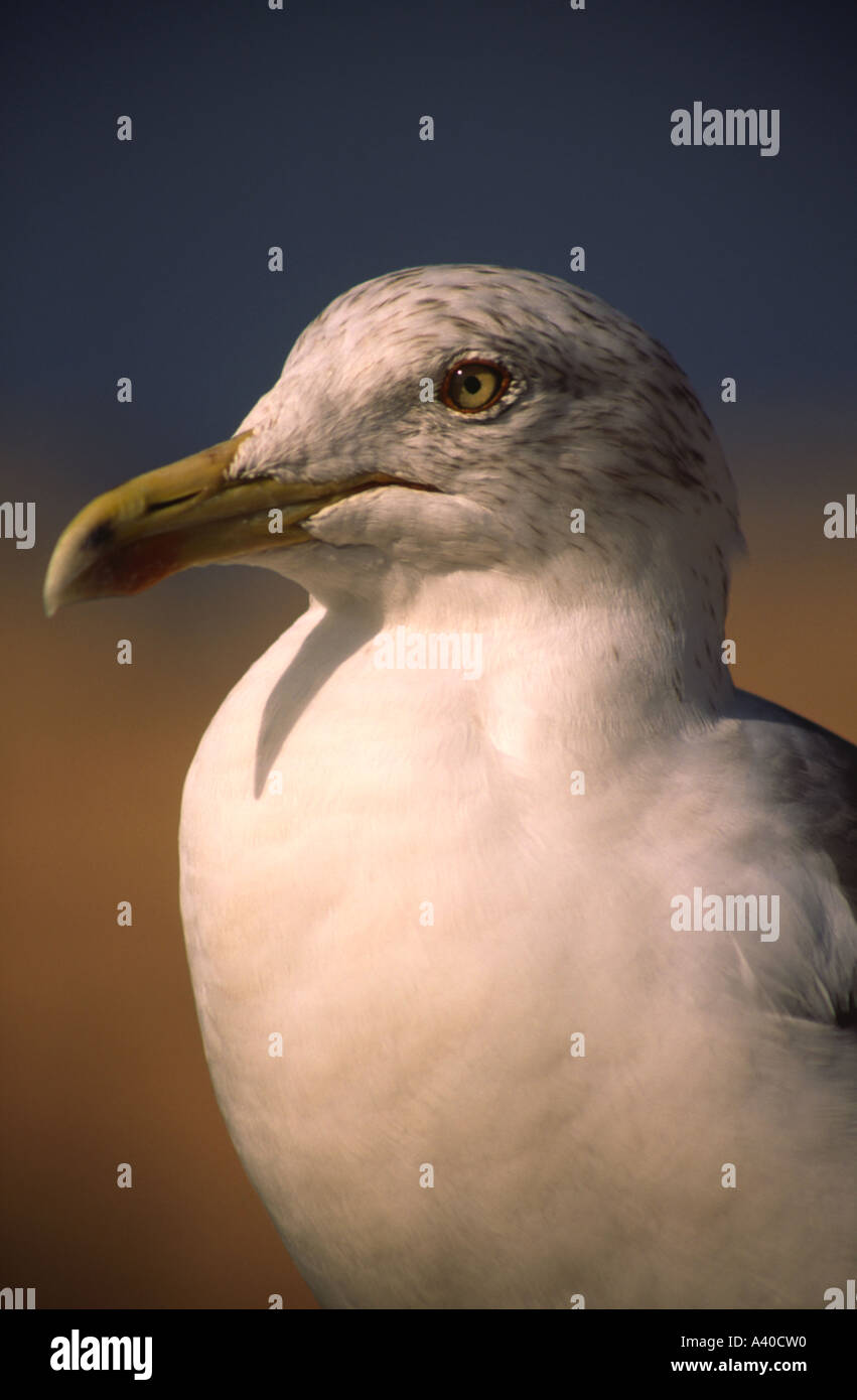 Vertical head and shoulders close up profile portrait of young herring ...