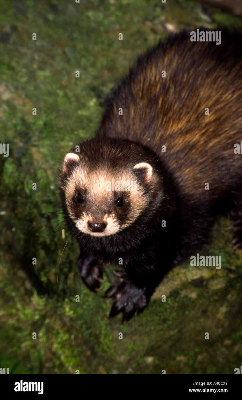 Vertical portrait of polecat Latin: Mustela putorius Stock Photo - Alamy