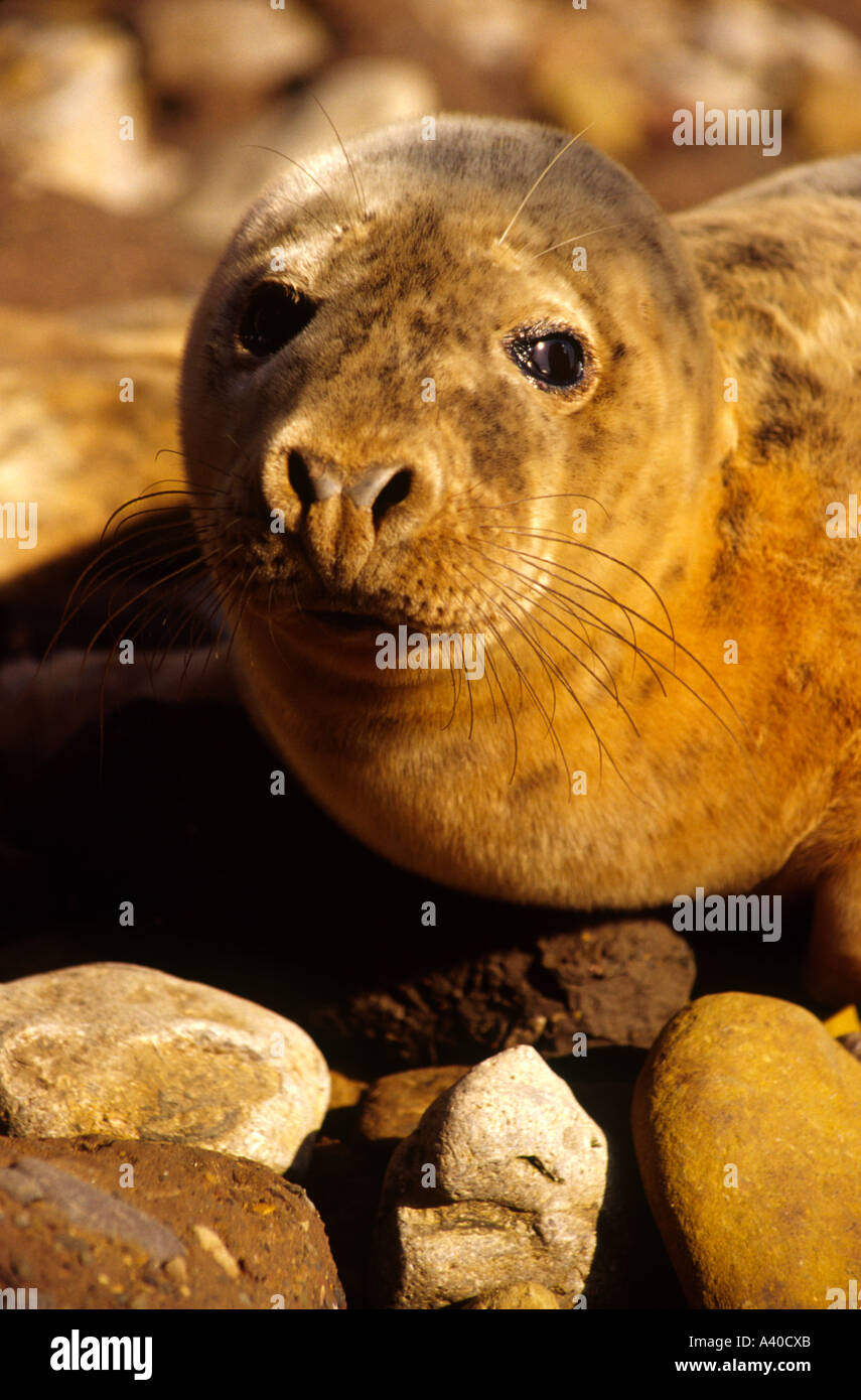 Vertical close up portrait of baby common seal amongst rocks on the ...