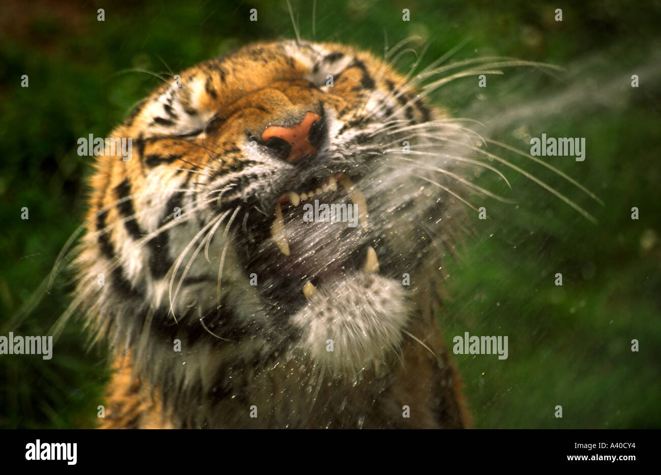 Humorous close up portrait of tiger drinking water from a hose spray ...