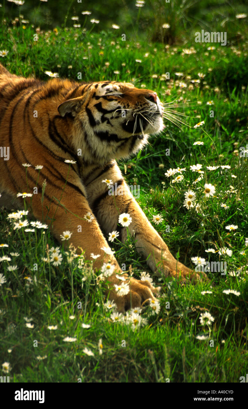 Tiger stretching hi-res stock photography and images - Alamy