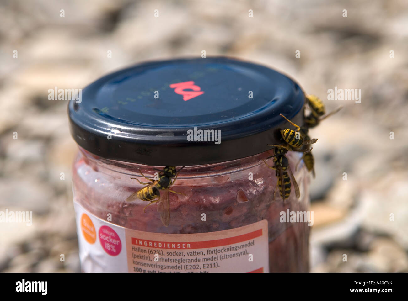 Wasps and jam hi-res stock photography and images - Alamy