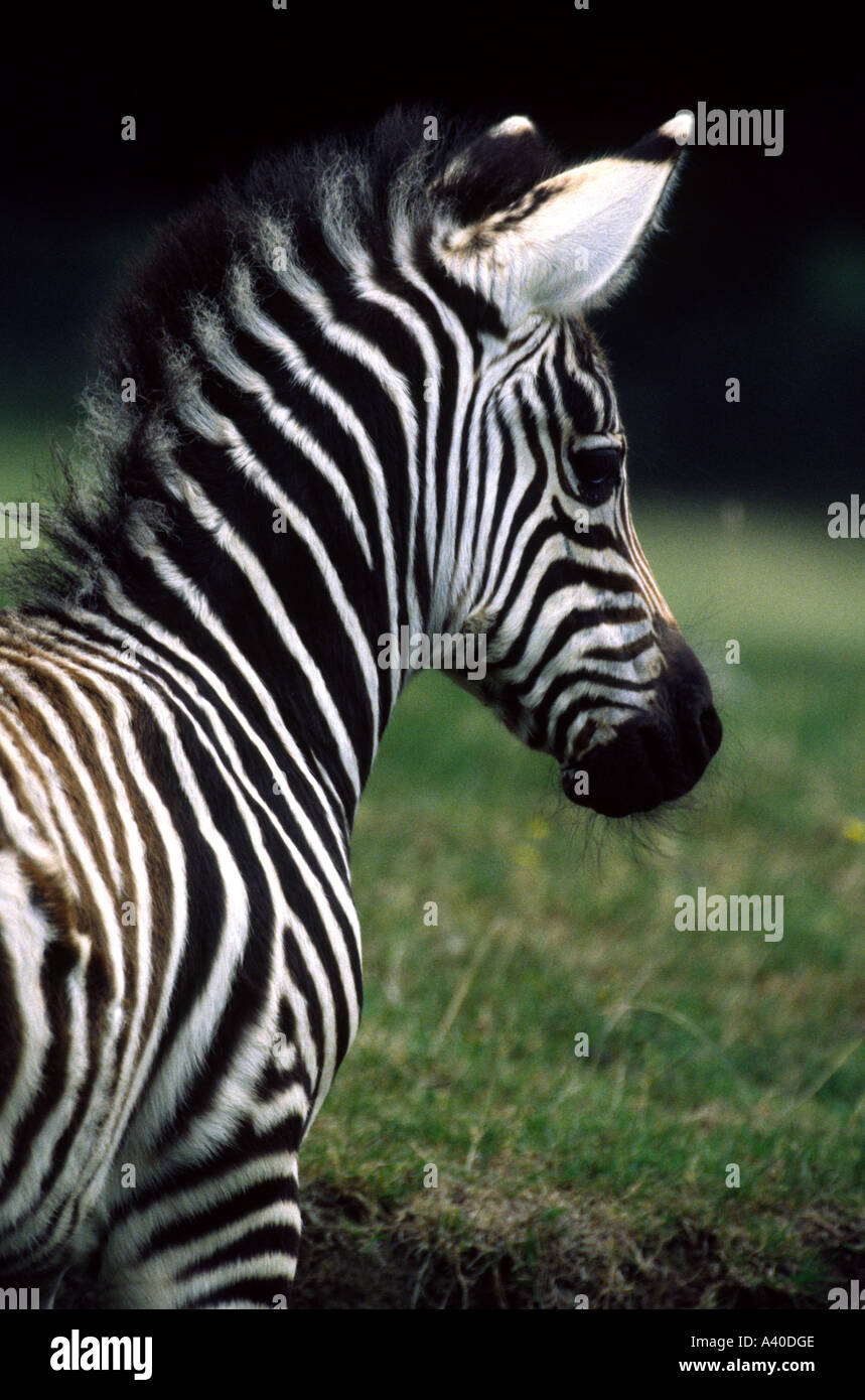 Profile head and shoulders portrait of baby zebra at Longleat safari ...