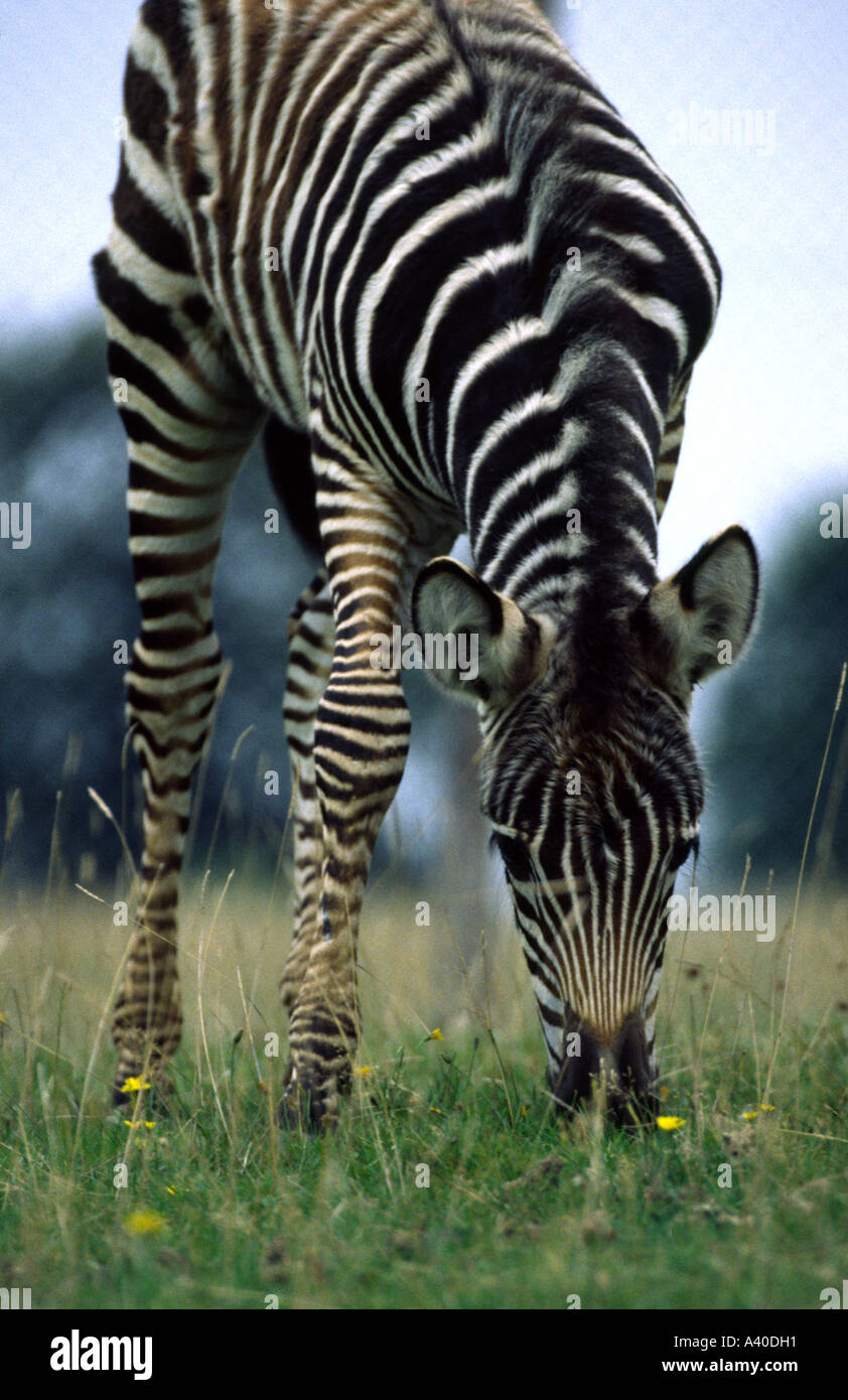 Baby zebra, Longleat safari park, Wiltshire, England Stock Photo - Alamy