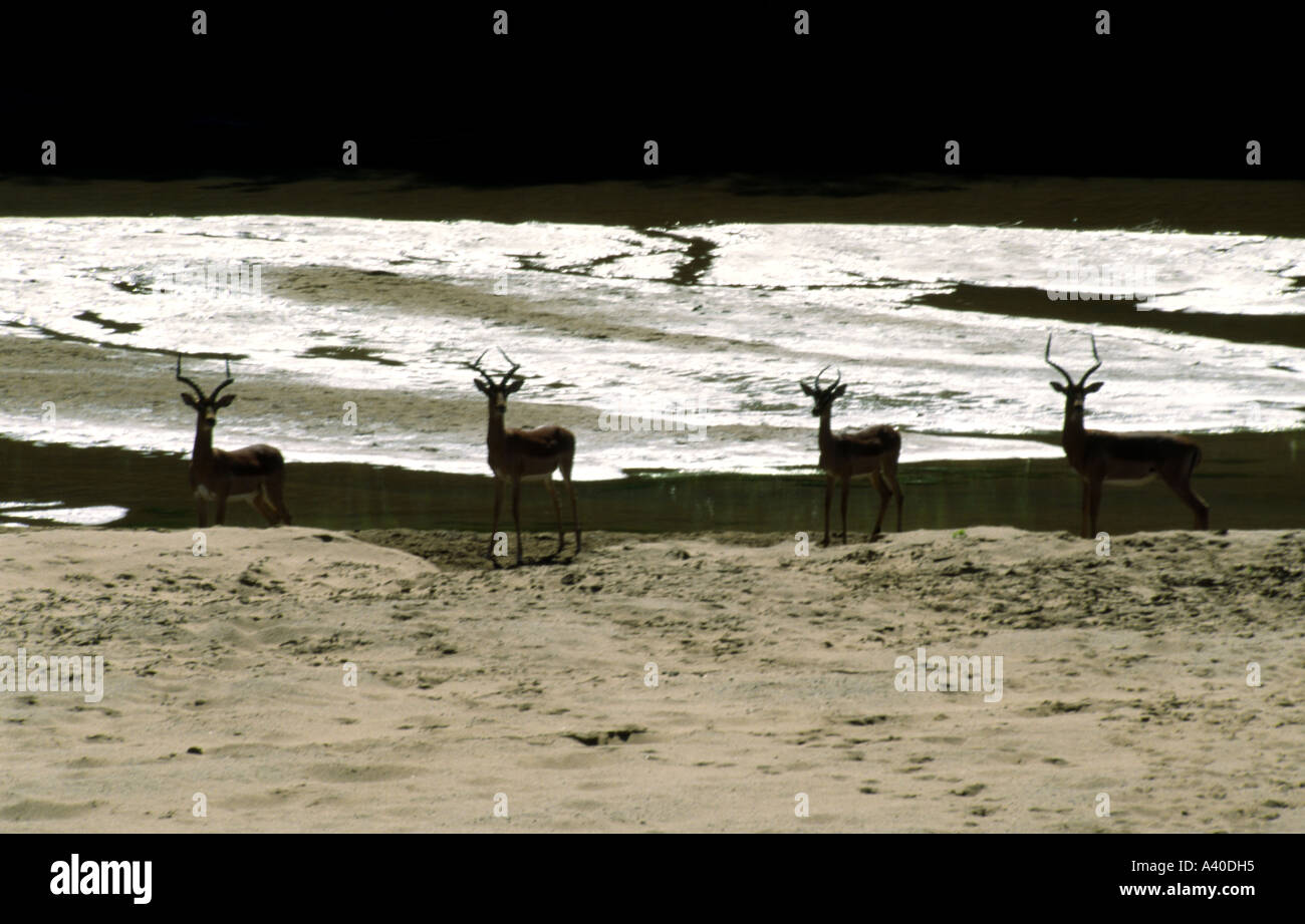 Horizontal image of 4 antelope in a line at river, Umfolozi game ...