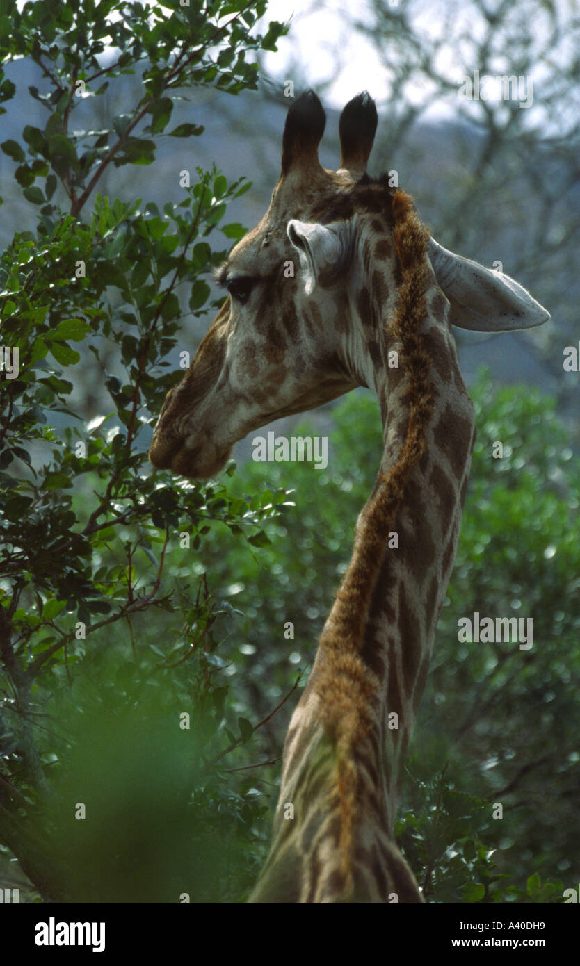 Close up portrait of giraffe head and neck from behind as it feeds on ...