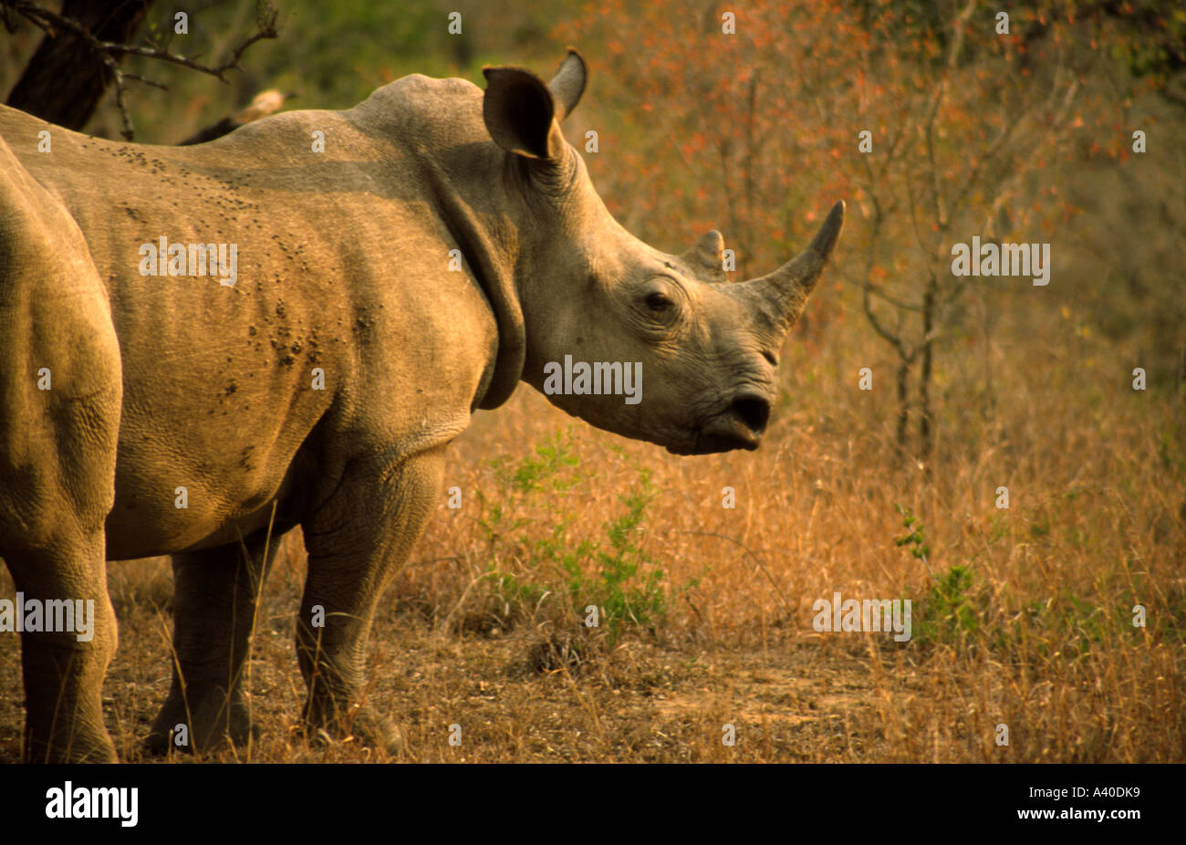 Horizontal profile portrait of white rhino in evening sunlight with ...