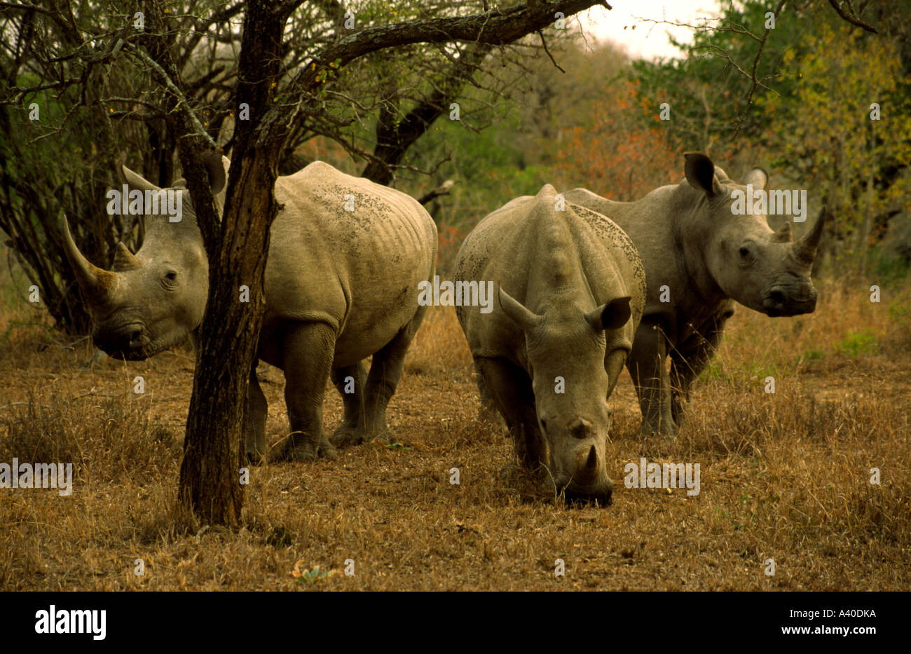 Lip formation hi-res stock photography and images - Alamy