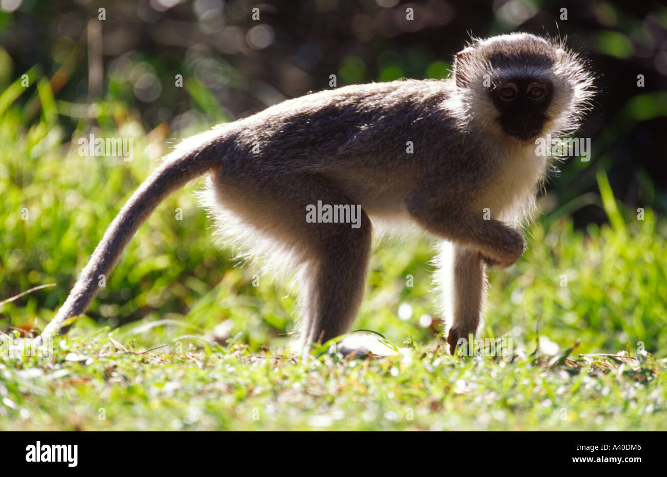 Profile full length portrait of vervet monkey standing backlit, South ...