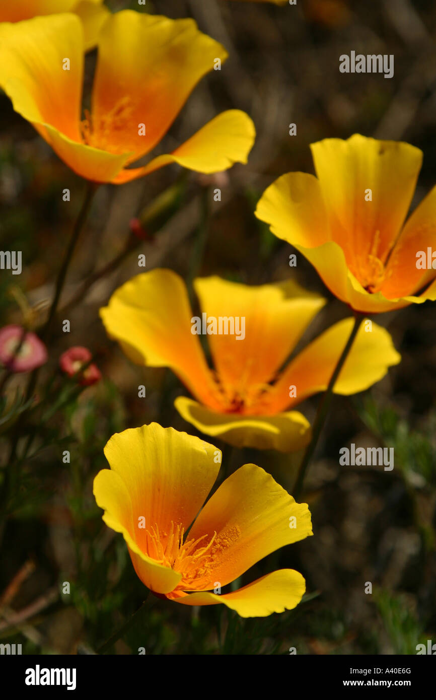 California's State flower Golden Poppy (eschscholtzia californica Stock ...