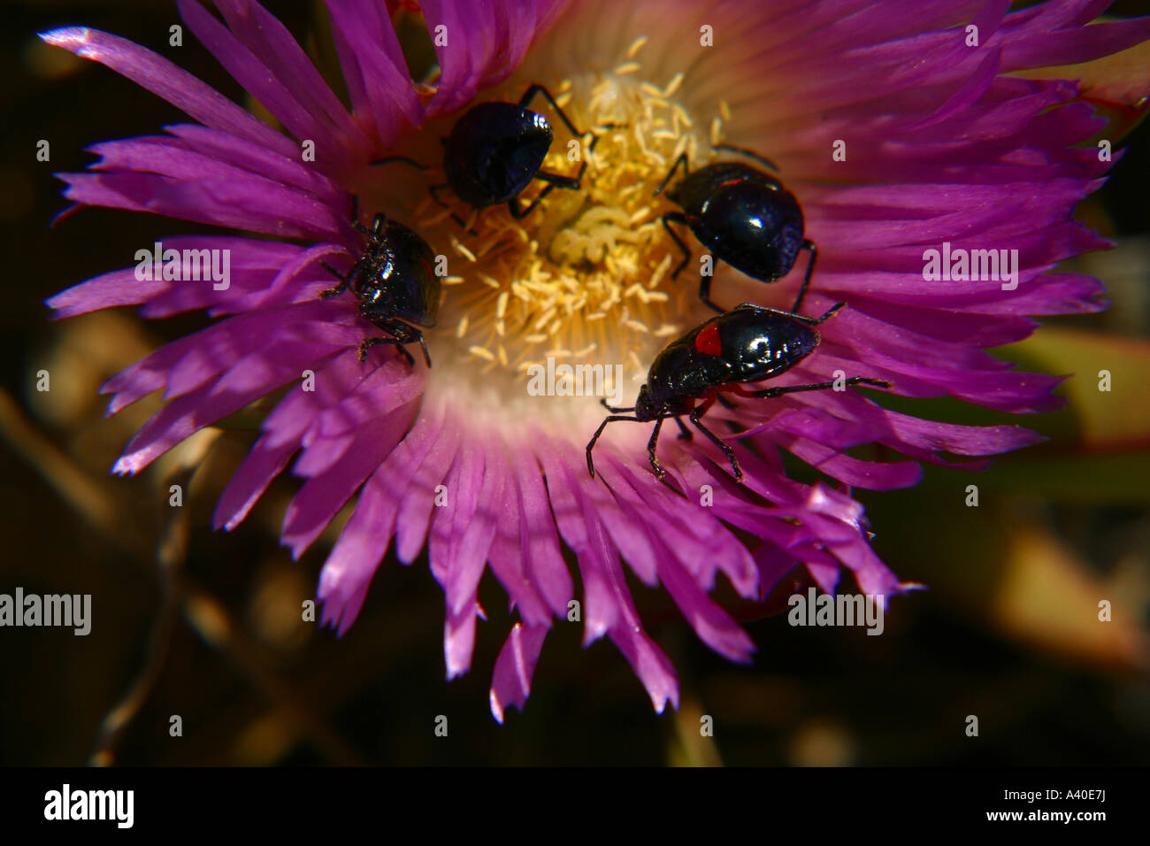 bugs inside an iceplant Stock Photo - Alamy