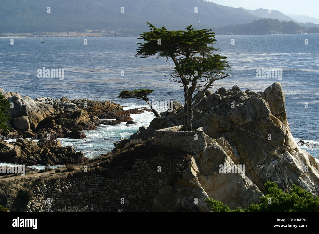 famous tree at monterreys 17-mile drive - the lone cypress Stock Photo ...