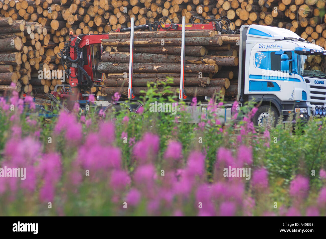 Lorry with timber piles Stock Photo - Alamy