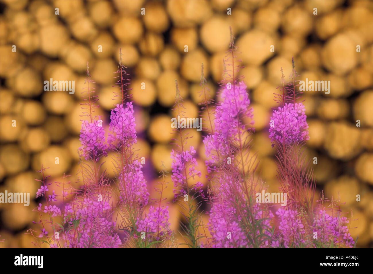 Flowers in front of timber pile Stock Photo - Alamy