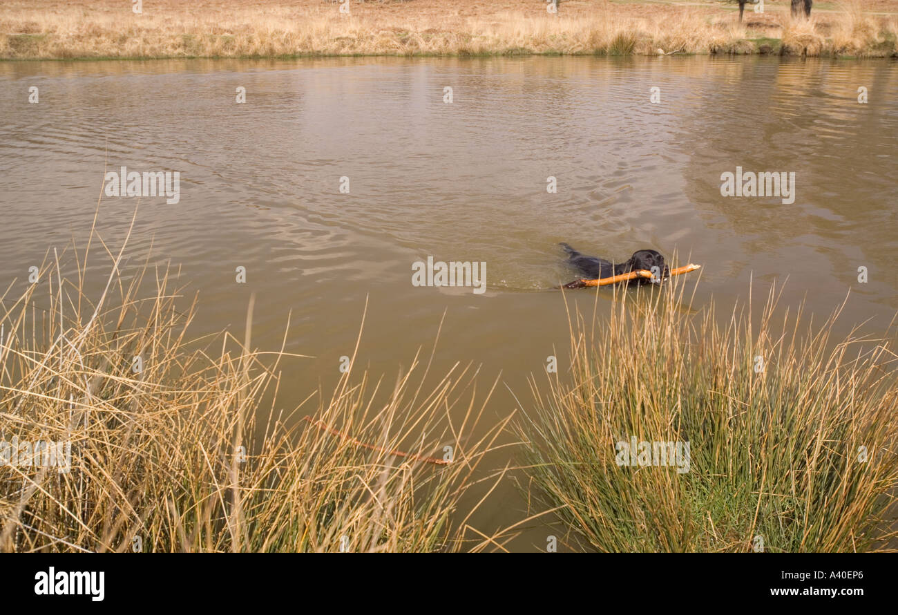 Black labrador retrieving stick hi-res stock photography and images - Alamy