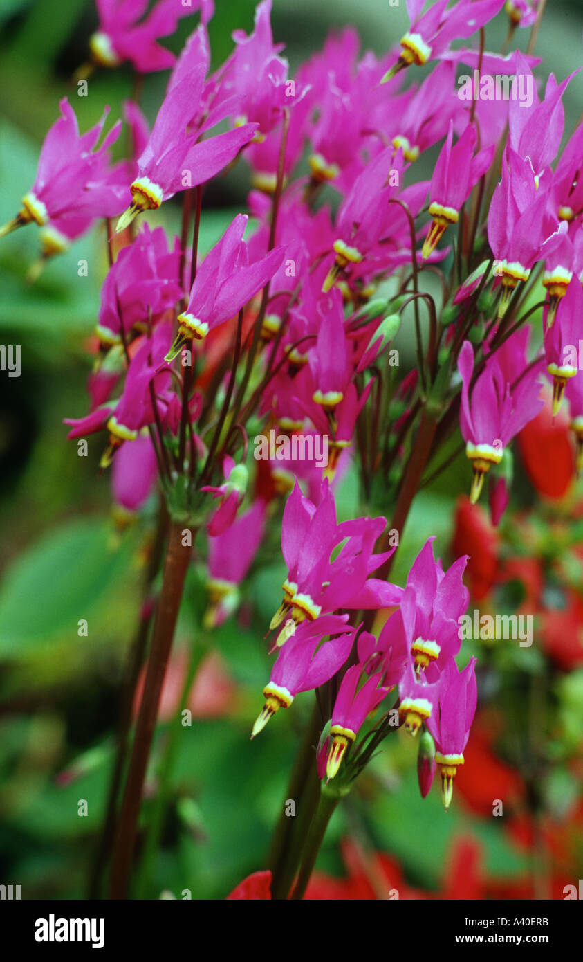 American cowslip hi-res stock photography and images - Alamy