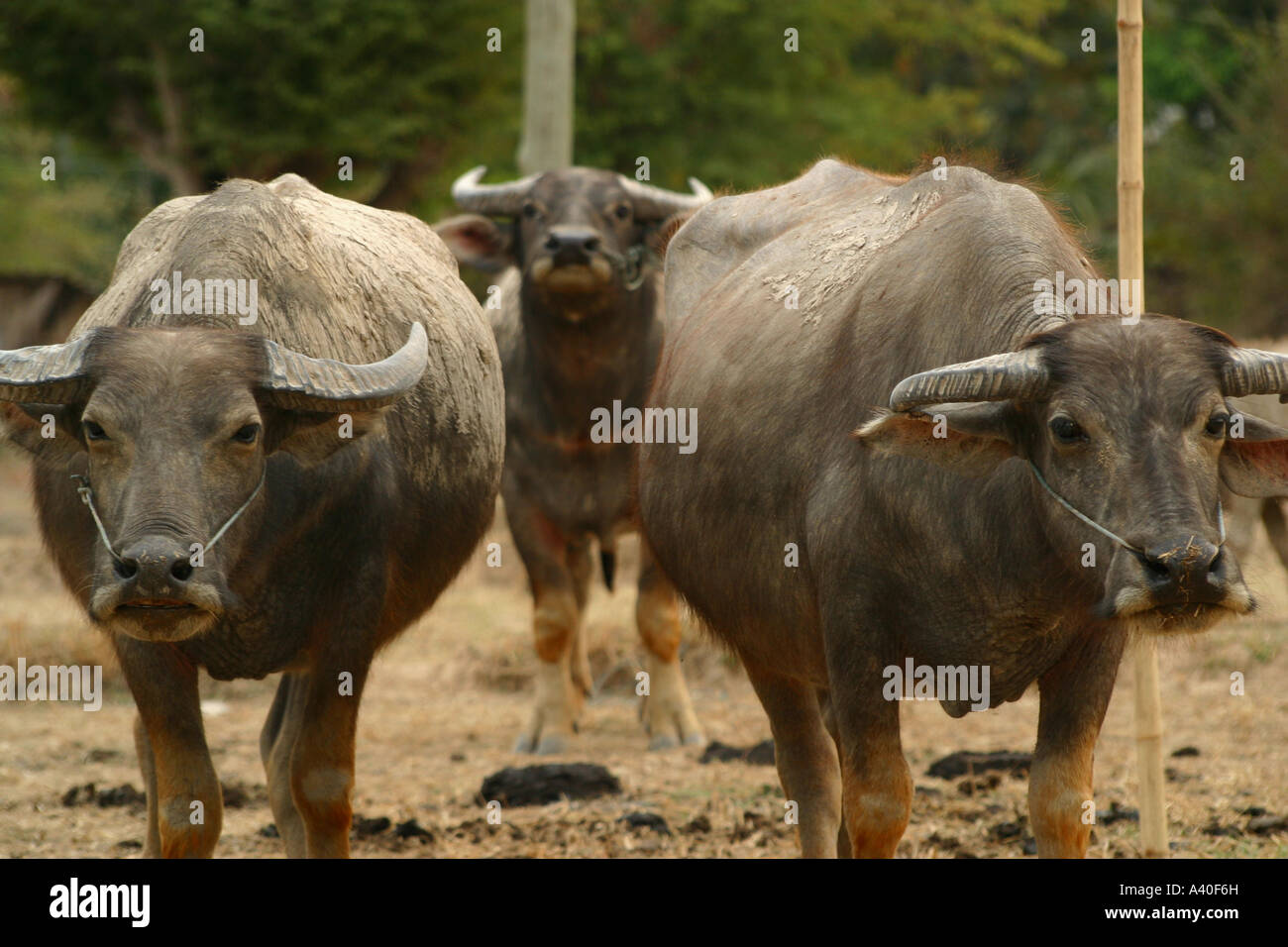 Buffaloes of south east asia hi-res stock photography and images - Alamy