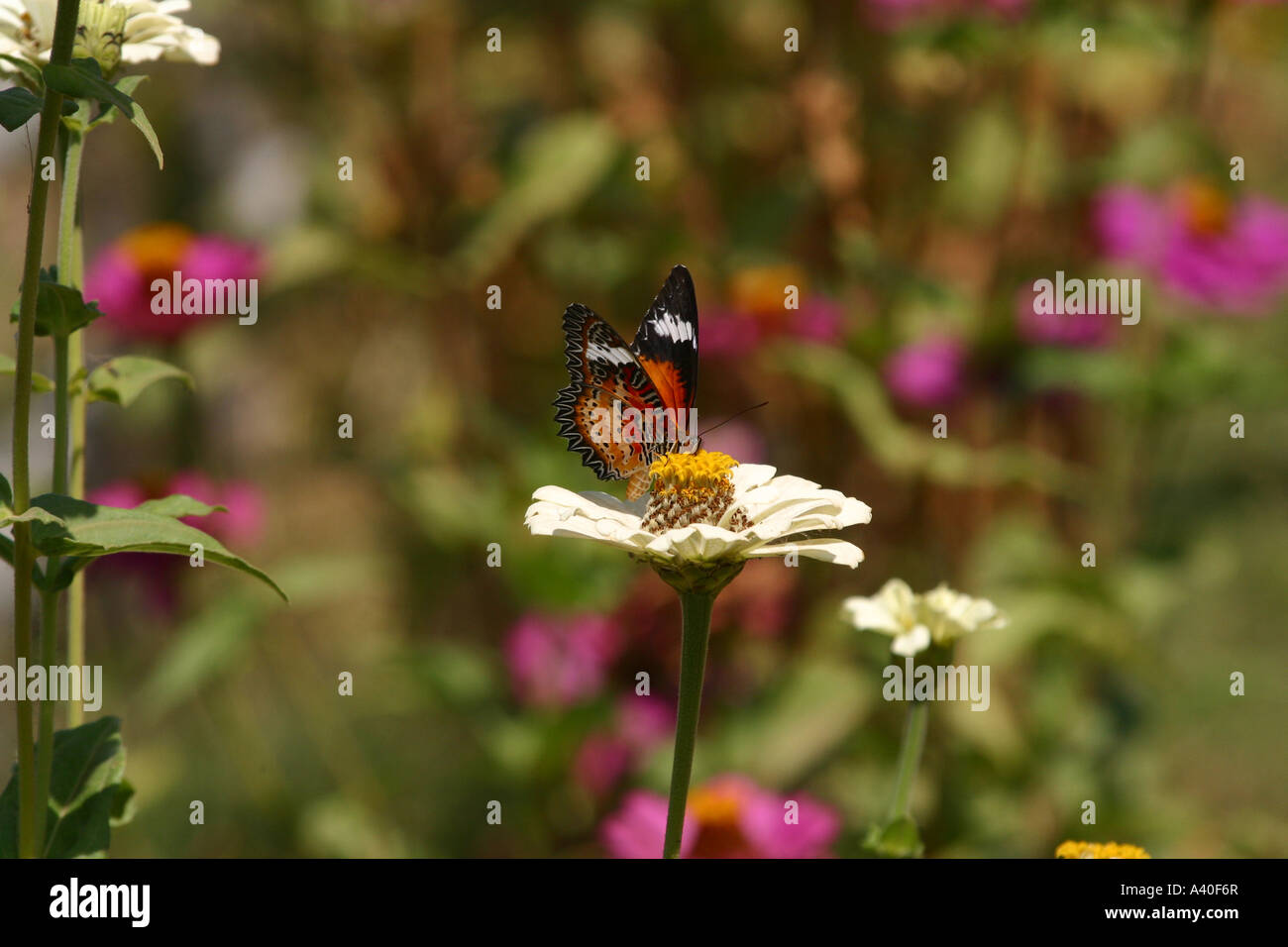 butterfly african monarch Danaus chrysippus Stock Photo - Alamy