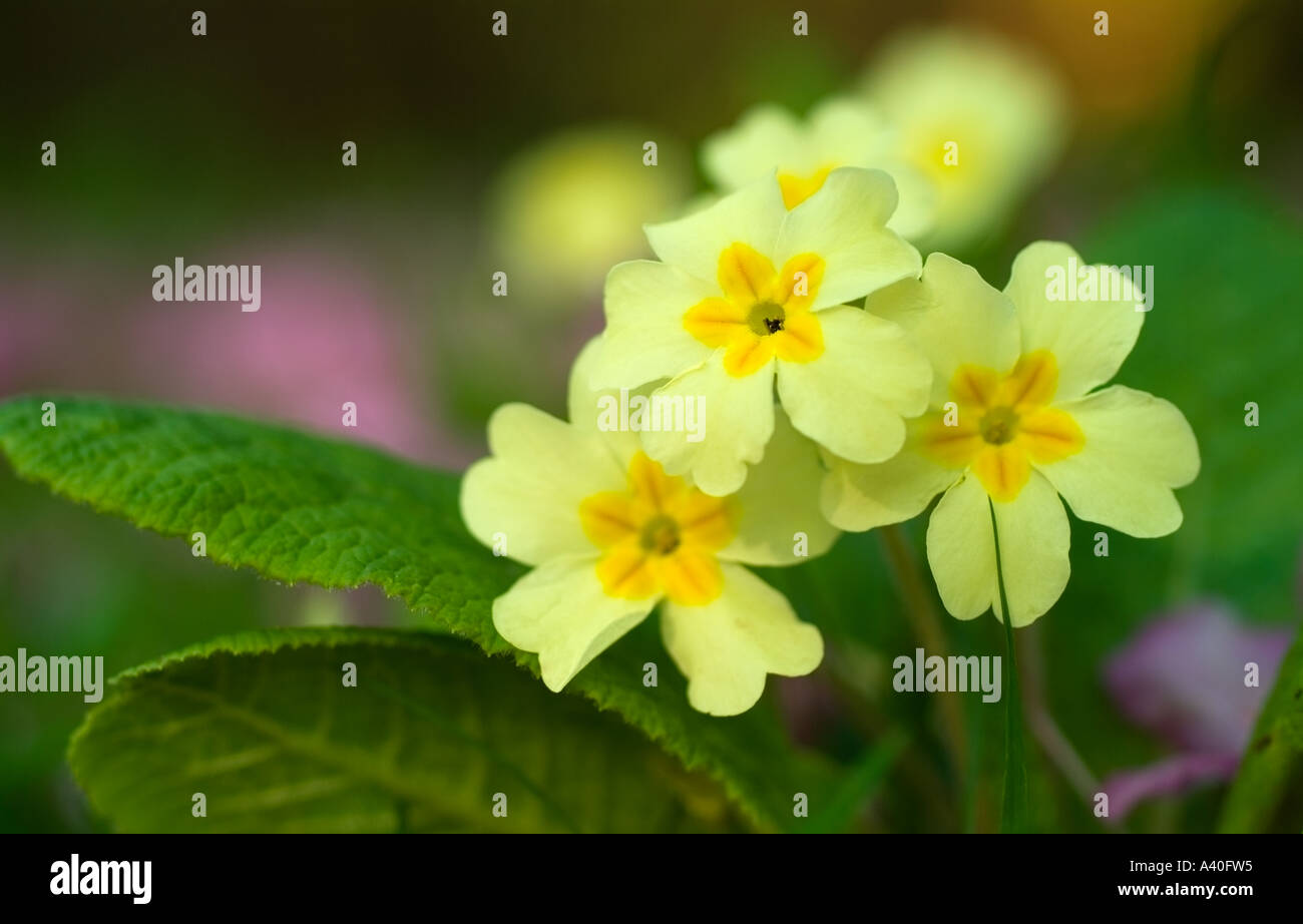 Iconic woodland primrose among soft-focused violets Stock Photo - Alamy