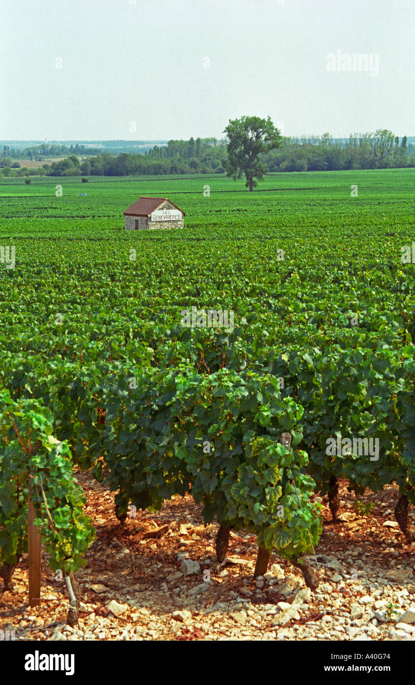 Meursault chardonnay hi-res stock photography and images - Alamy