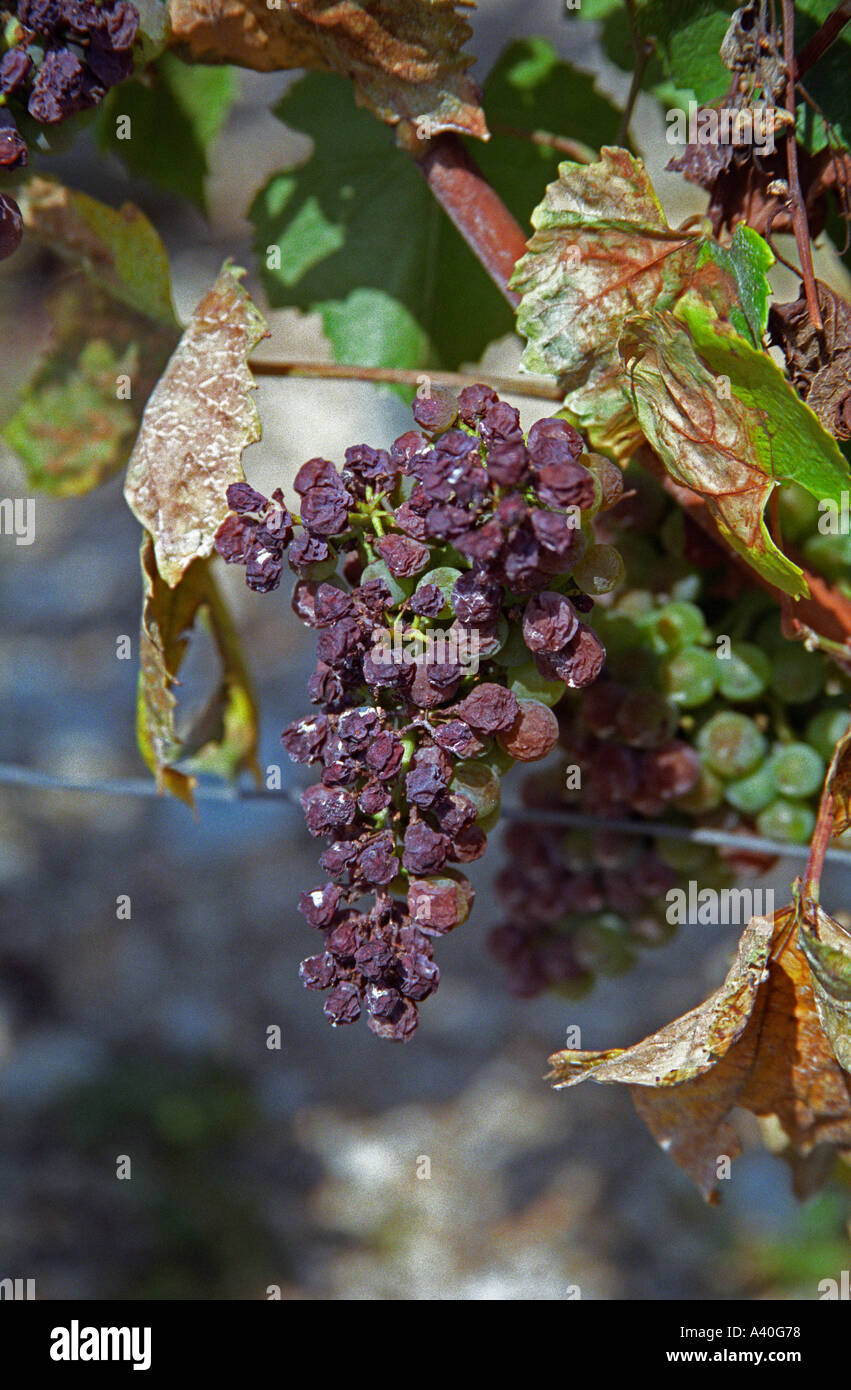 Excessive heat hi-res stock photography and images - Alamy