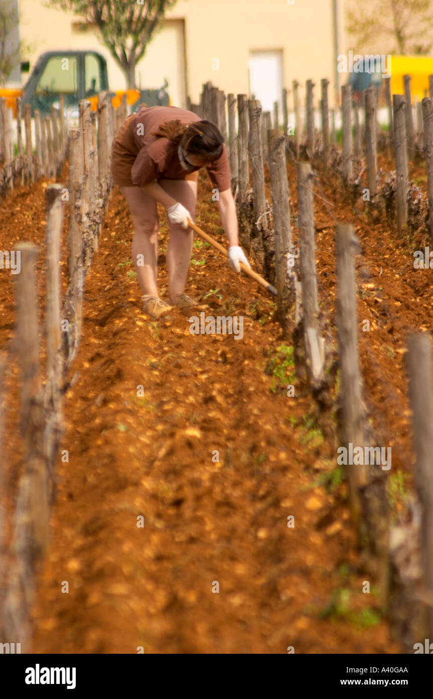 A woman vineyard worker manually removing weed from the Romanee Saint ...