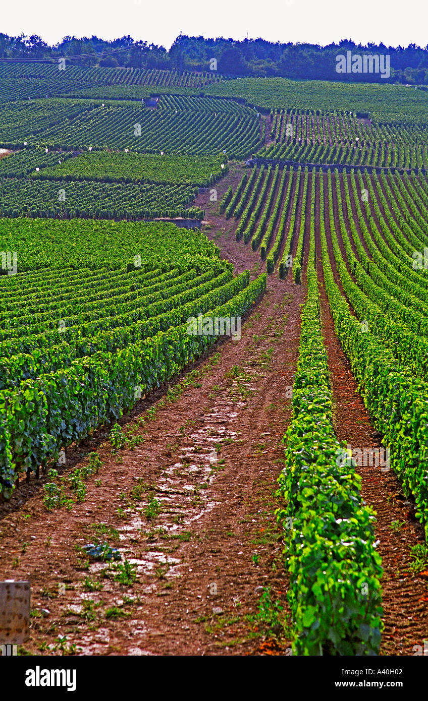 Romanee conti hi-res stock photography and images - Alamy
