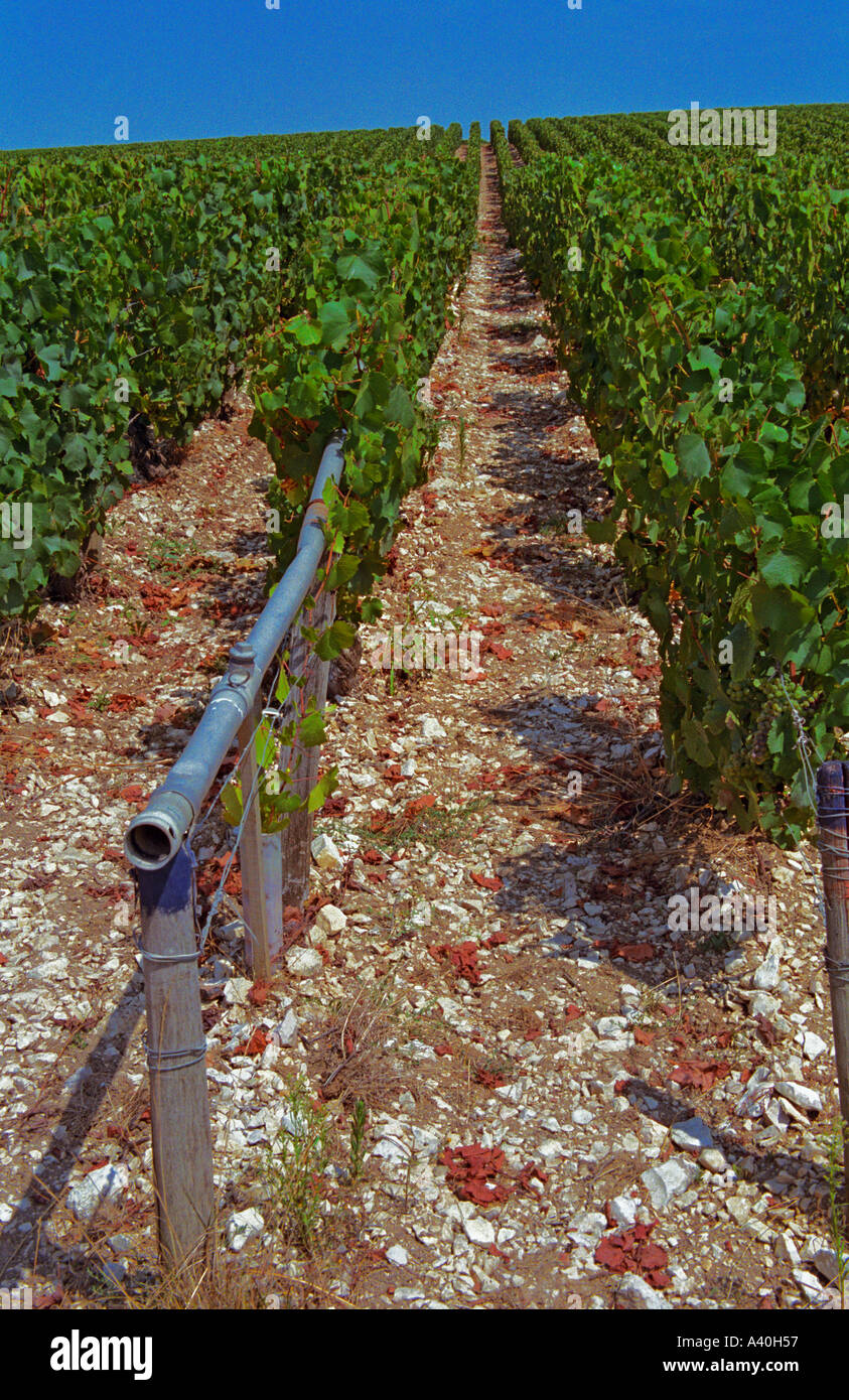Chablis france vineyard frost hi-res stock photography and images - Alamy