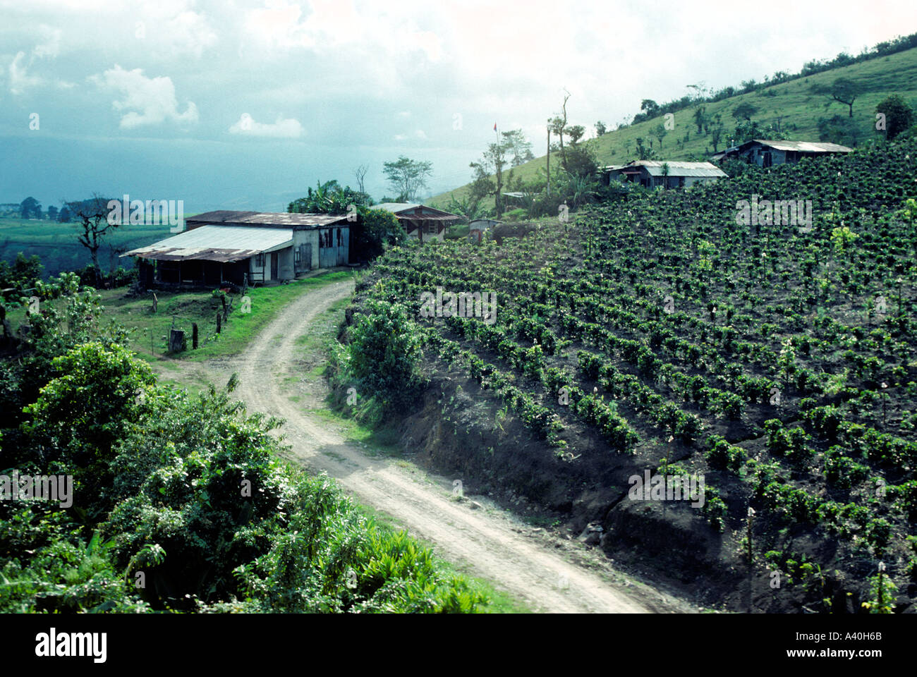 Road through Plantation Central Highlands Costa Rica Stock Photo - Alamy