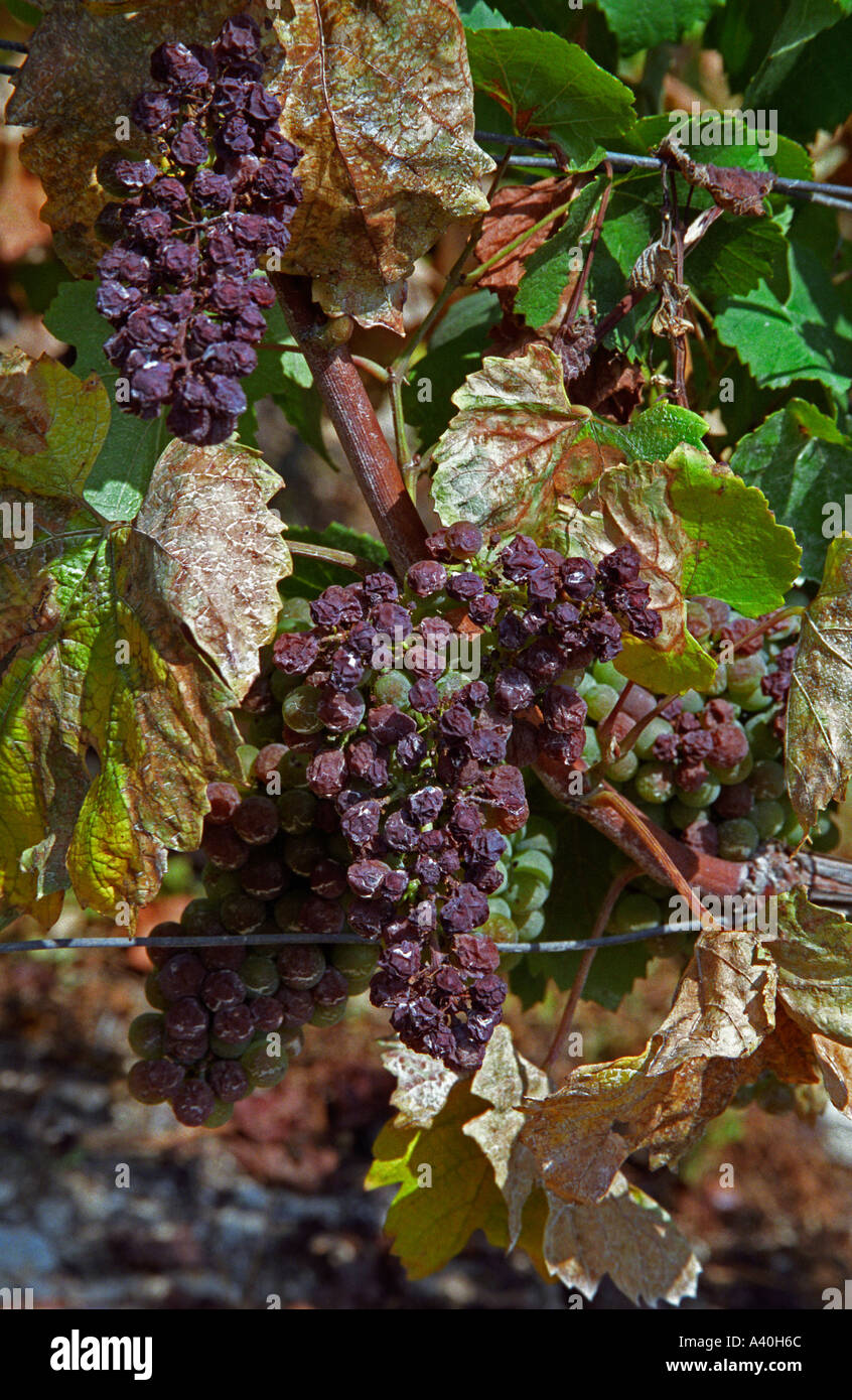 Shrivelled up leaves hi-res stock photography and images - Alamy