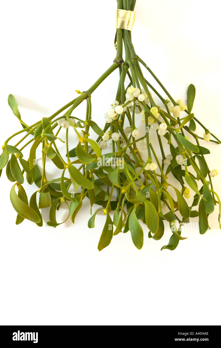 Mistletoe free hi-res stock photography and images - Alamy