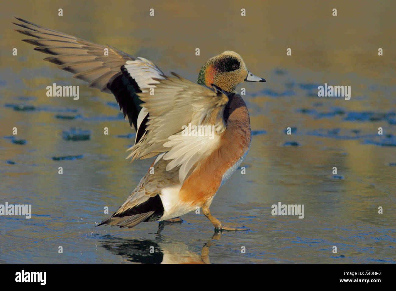American wigeon drake flapping wings while standing on frozen lagoon in ...