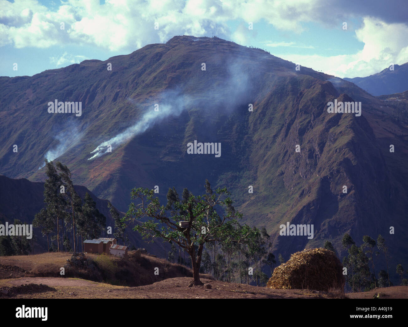 Bolivia The Yungas Sorata Picturesque view with huge mountain tree and ...