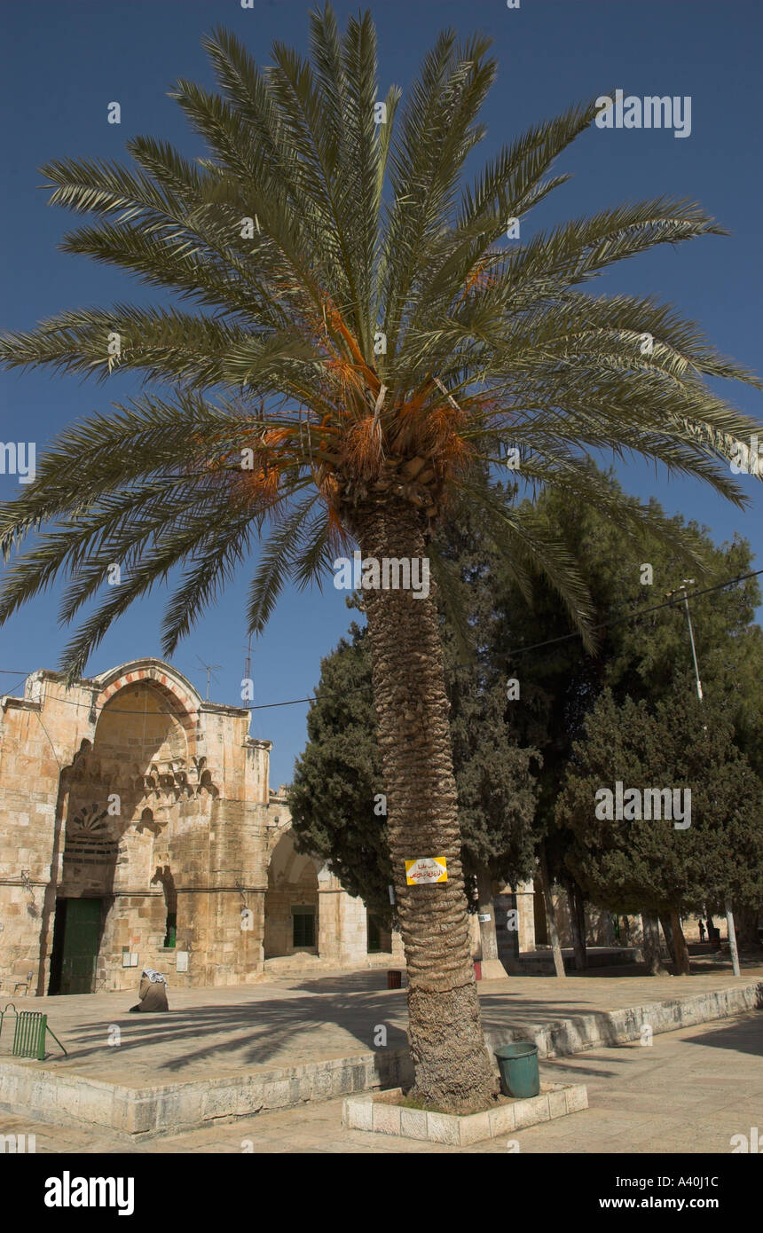 Israel Jerusalem Old City the Dome of the Rock view of a palm tree with ...