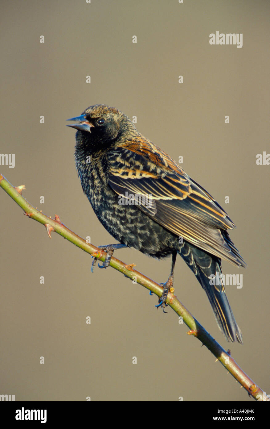 Female blackbird in birds hi-res stock photography and images - Alamy