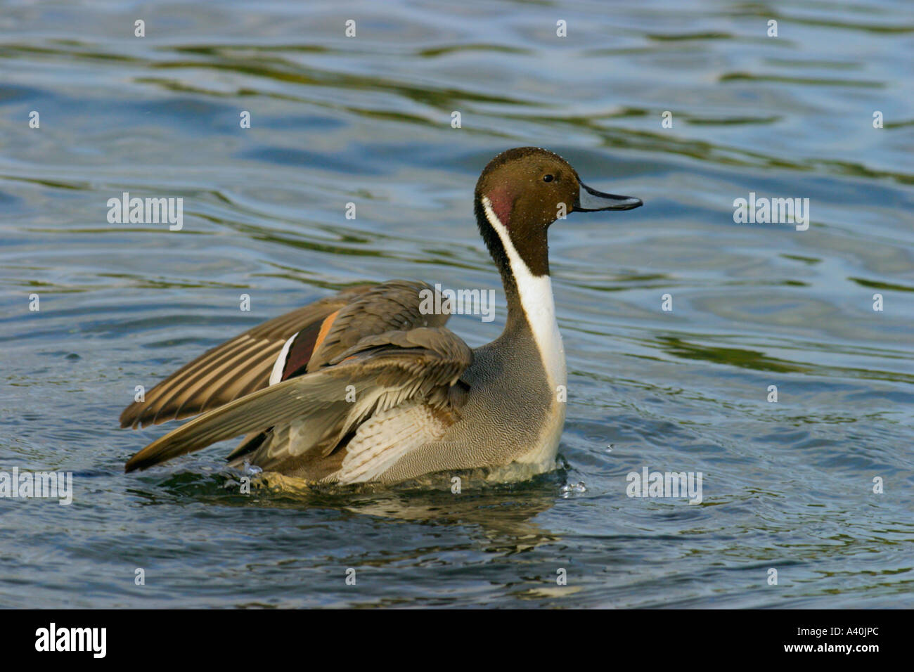 Northern pintail drake flapping wings on lagoon Stock Photo - Alamy
