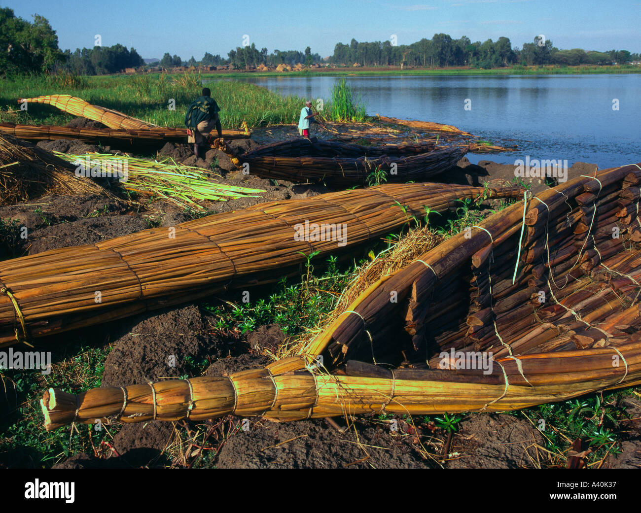 Ethiopia Lake Tana Papyrus raft near papyrus field at lake with village ...