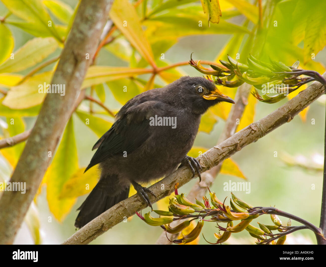 A New Zealand Tui bird chick the largest of the honeyeaters has a rest ...