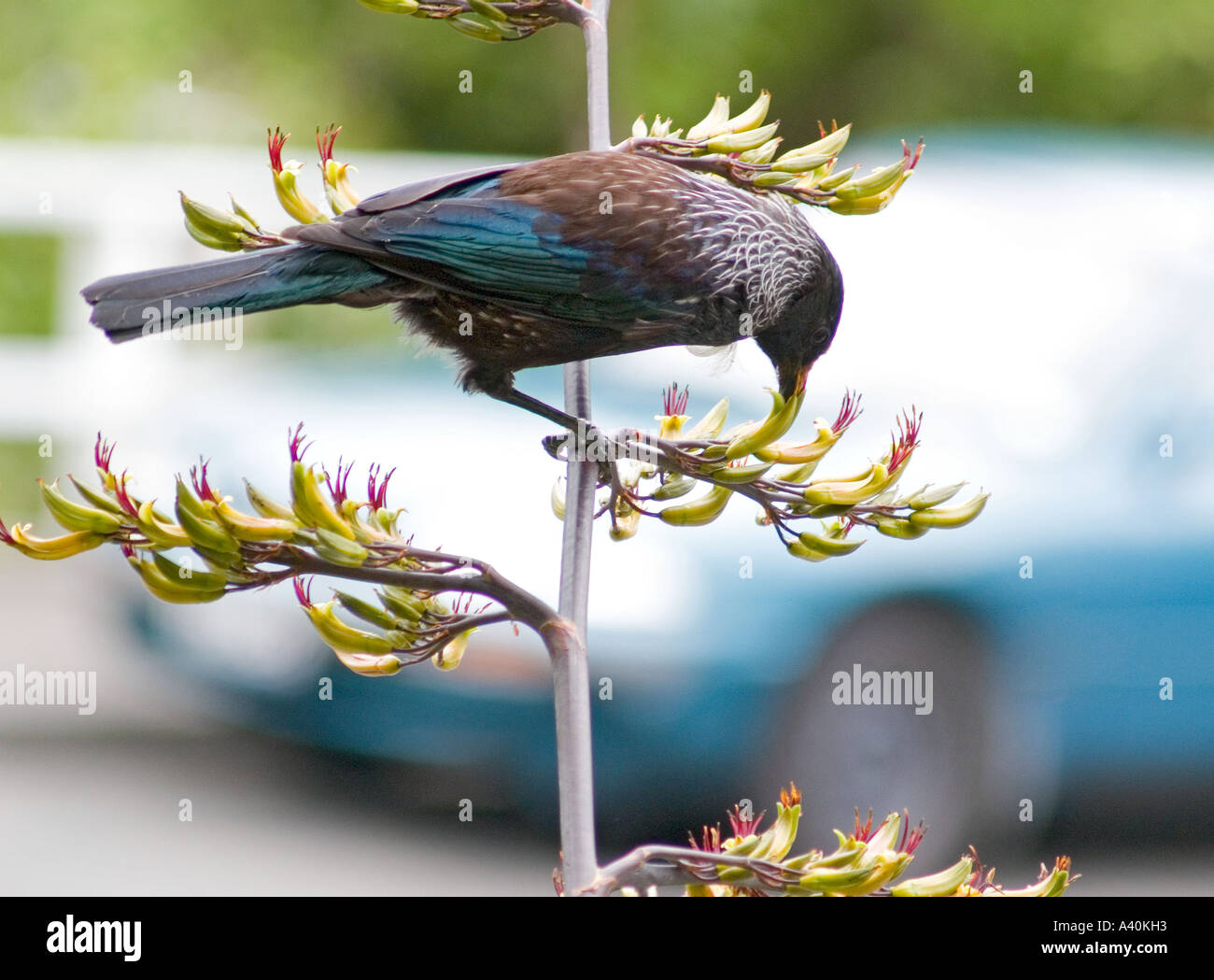 Bird from new zealand hi-res stock photography and images - Alamy