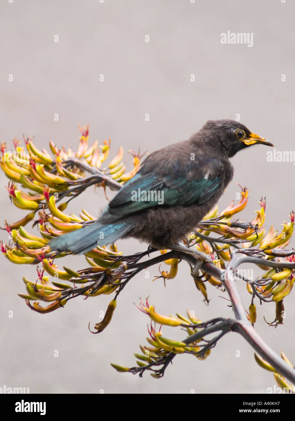 A New Zealand Tui bird chick the largest of the honeyeaters has a rest ...