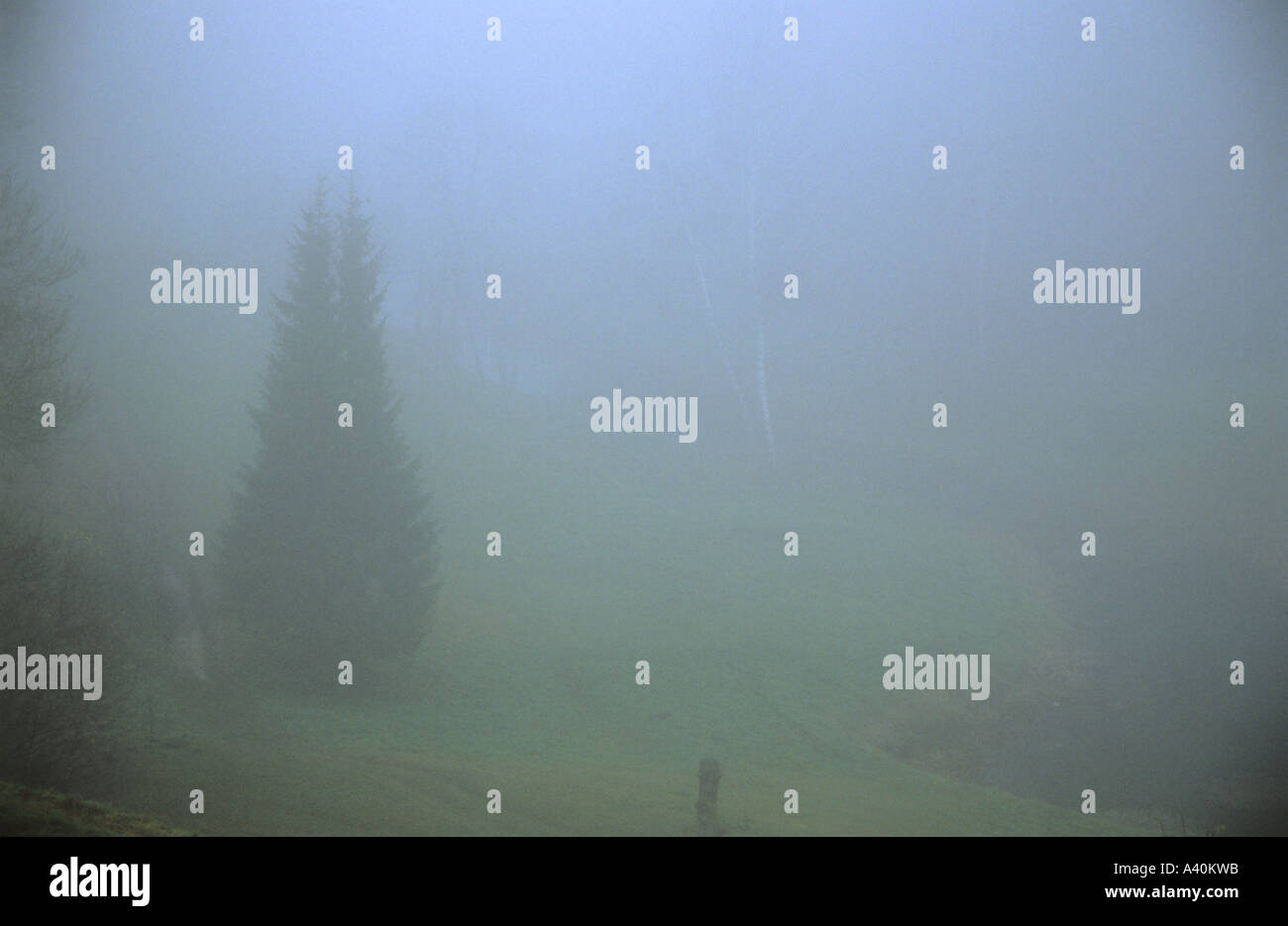 Foggy landscape in Tervete Nature Park Latvia Stock Photo - Alamy