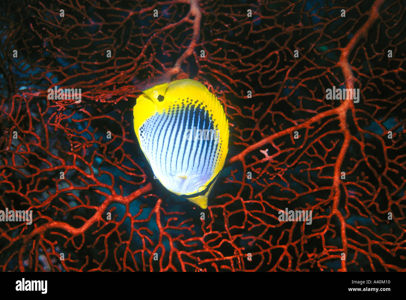 Bright butterflyfish swimming in sea hi-res stock photography and ...