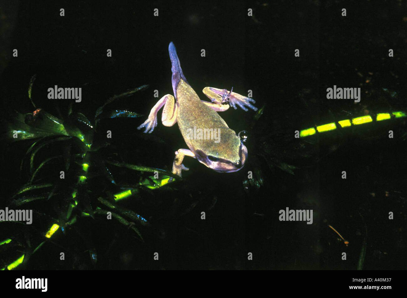 Tadpole changing into a frog hi-res stock photography and images - Alamy