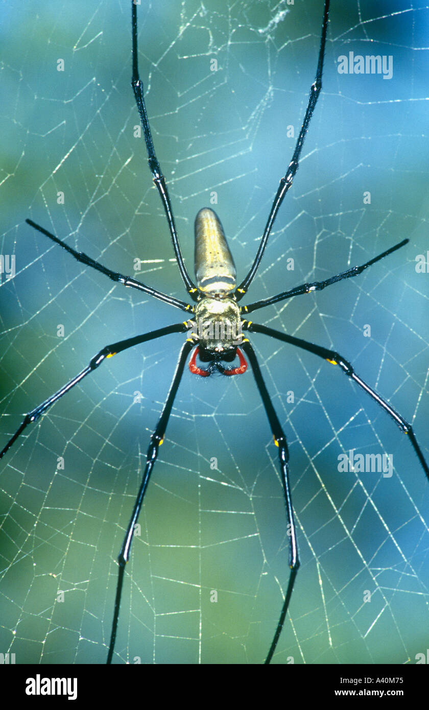 Australian Golden Orb Weaver