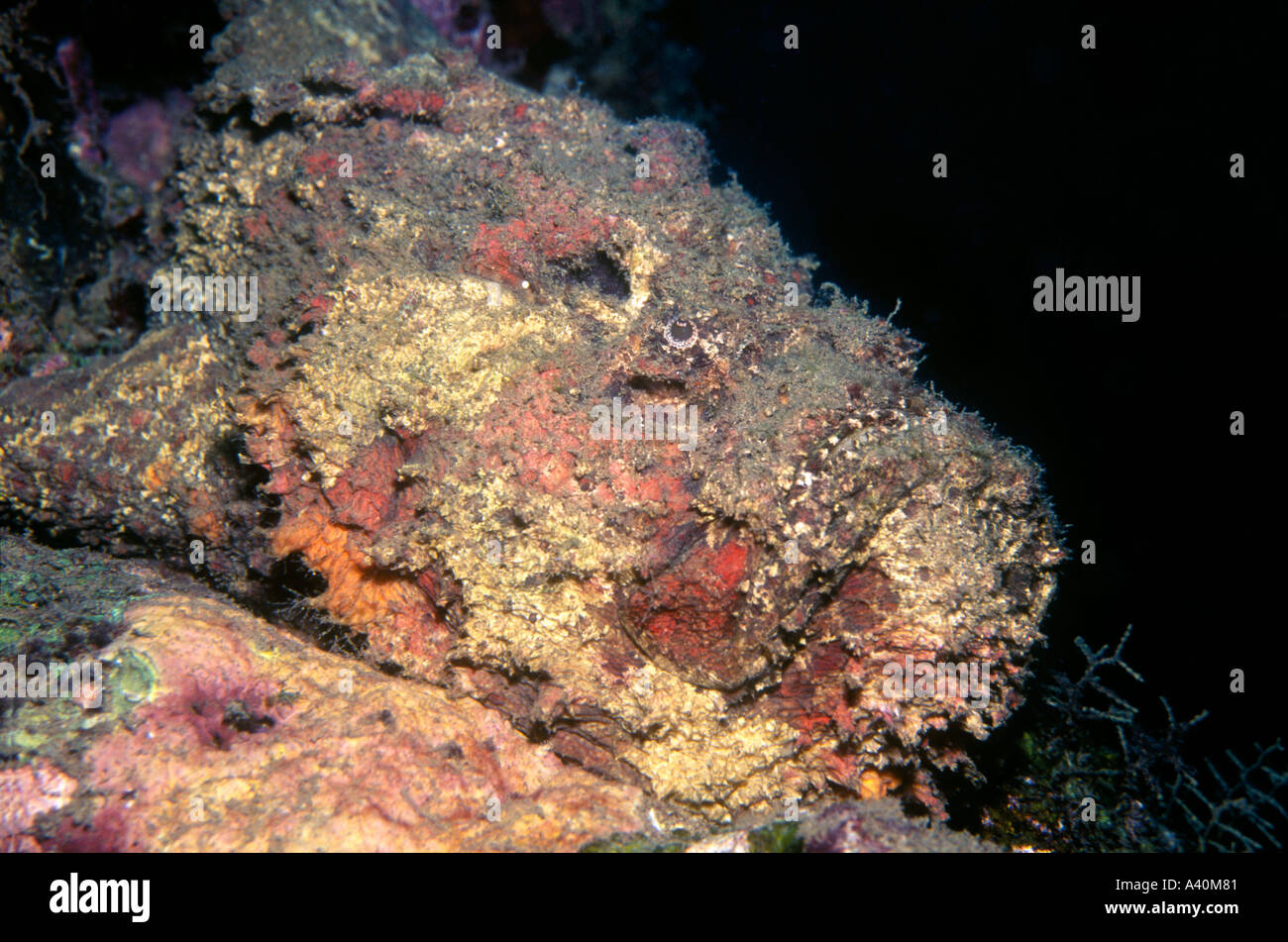 Most Deadly Fish In The World